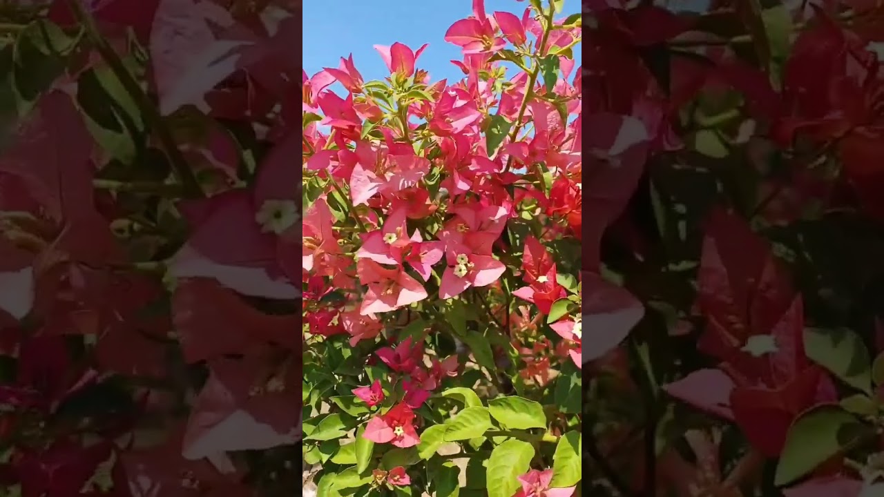 Bougainvillea Part 33