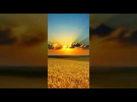 The Wheat- The Darnel- The Threshing Floor- Important Application for Mature Christians-