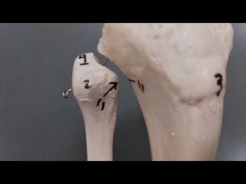 Bone Markings Tibia/Fibula_Practice Quiz
