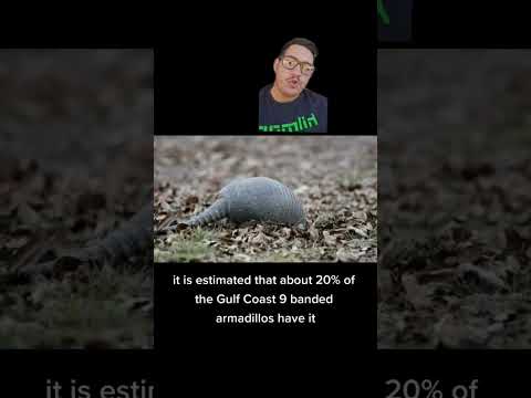 9 banded armadillos can carry leprosy