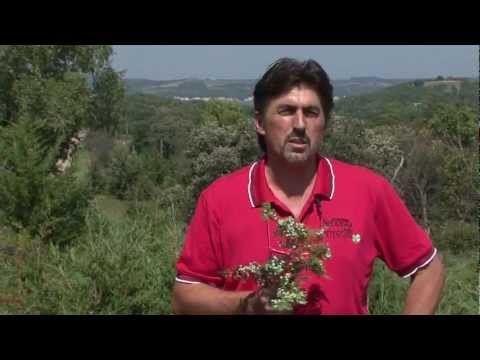 Integrated Management of Eastern Redcedar