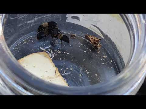 Bookworms - Larder beetles / Dermestes lardarius
