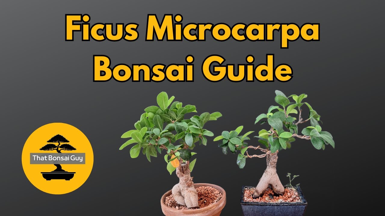 Ficus Microcarpa Bonsai: A Complete Guide for Indoor Cultivation