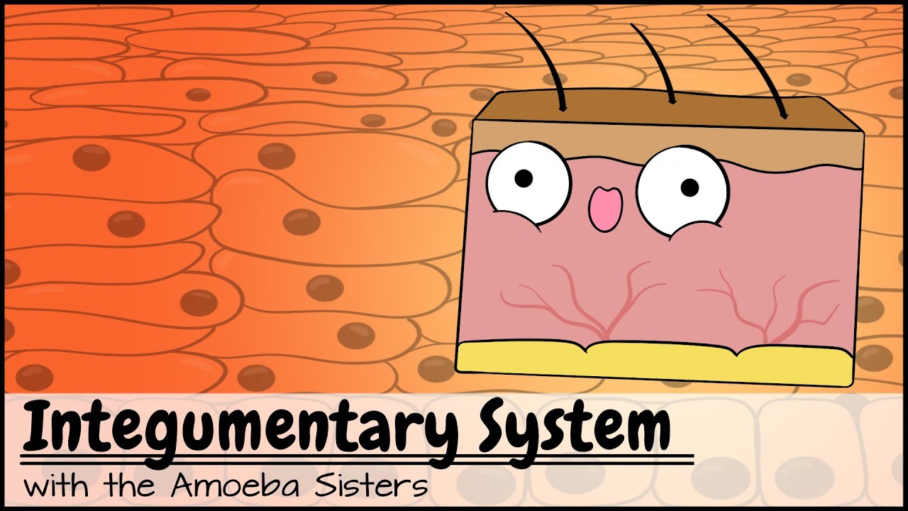 What Are The Parts Of Integumentary System And Their Functions Tipseri what-are-the-parts-of-integumentary-system-and-their-functions-tipseri