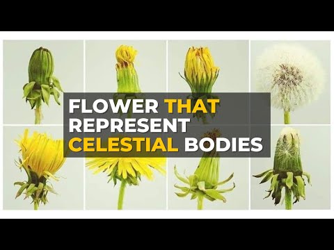 The Incredible Benefits Of Dandelions