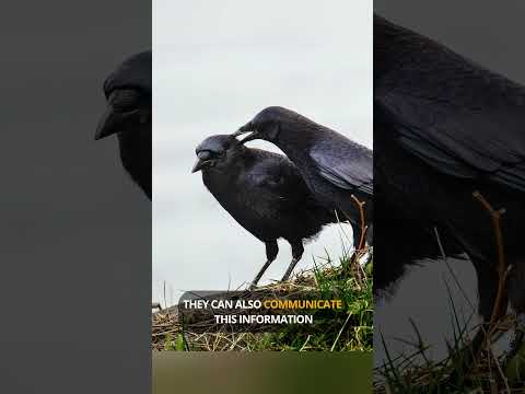How CROWS Remember Your FACE and Hold a GRUDGE #shorts #crows