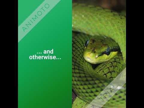 Magic Tree House Rain Forest research Guide Book trailer