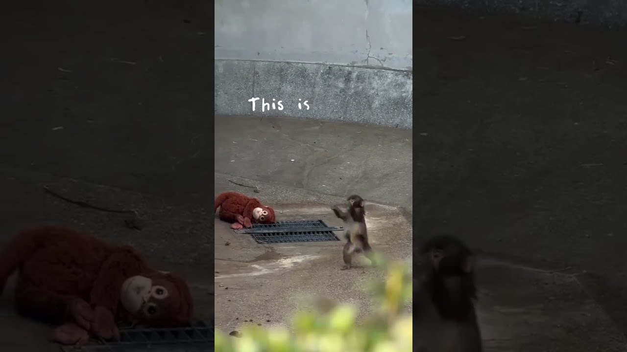 Wait for it... 🐒 Painting 