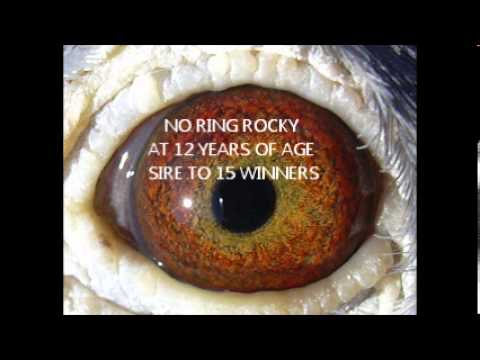 RACING PIGEON EYE SIGN-THE GREEN EYE