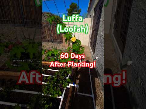 Luffa Growth at 60 Days (Must See!)