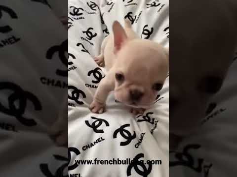 Baby French Bulldog puppy