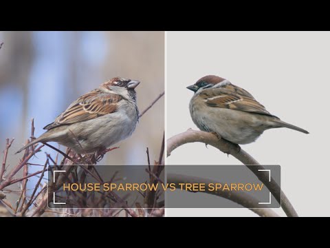 Bird Species Comparison: House Sparrow vs Tree Sparrow