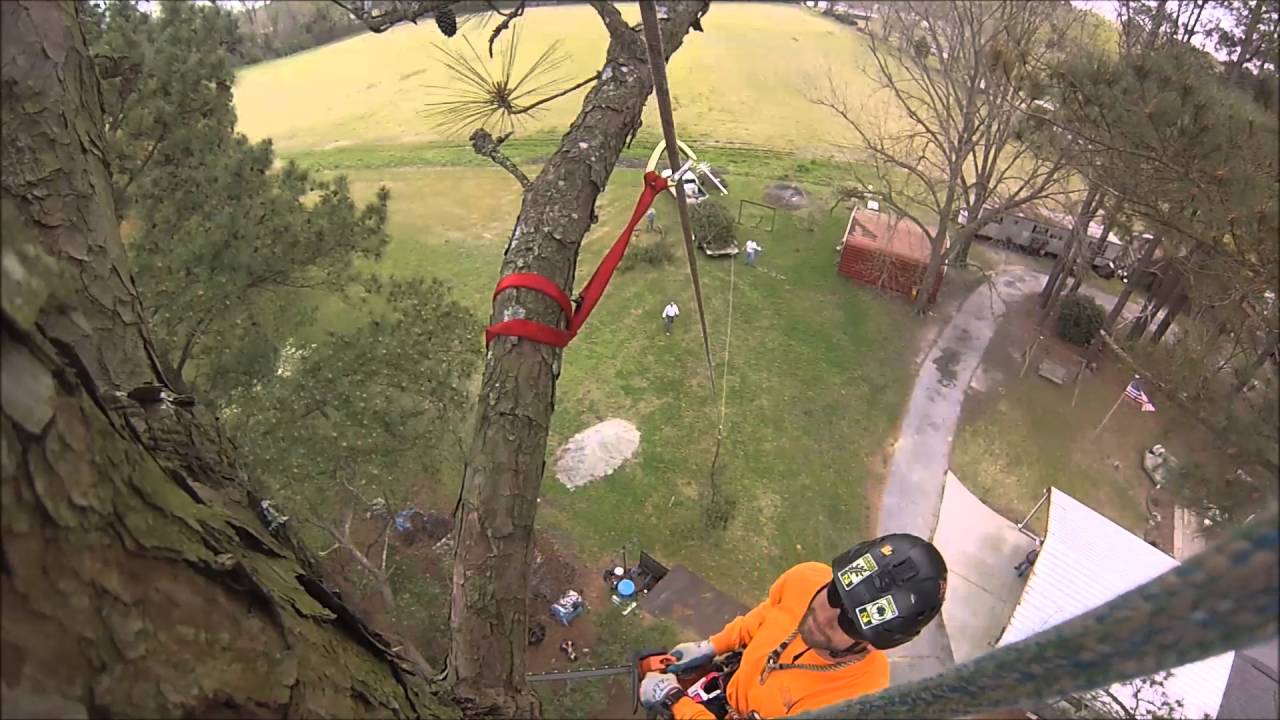 Removing a pine with a speedline