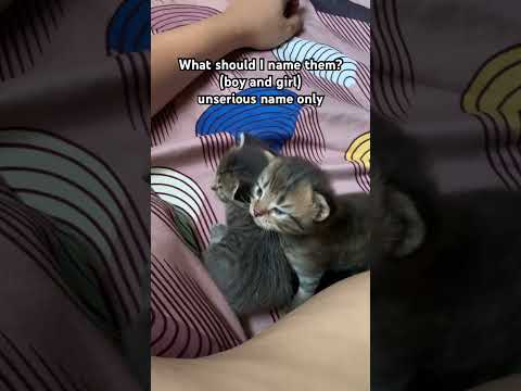 Name Suggestions (unserious name only) #kittens #cat #name #suggestion
