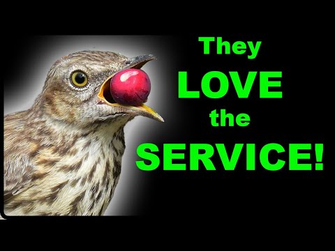 4 Serviceberries That Attract Pollinators and Support Wildlife!