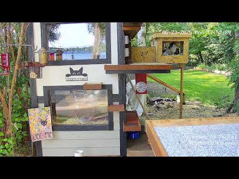 Up North Cat Condo Live Stream