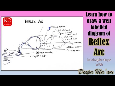 How to draw well labelled diagram of Reflex Arc - Reflex Action by Spinal Cord (CNS) - by Deepa mam