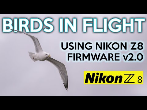 Birds in flight with Nikon Z8 firmware v2 0 - At RSPB Old Moor