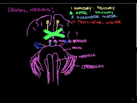 Cranial Nerves Overview. No commentary