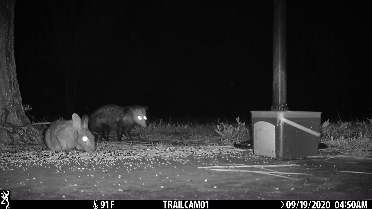Opossum and Rabbit
