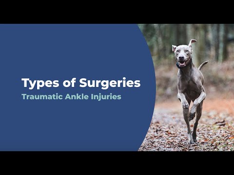 How to Fix Traumatic Ankle Injuries in Pets | Types of Surgeries | Capital Animal Hospital