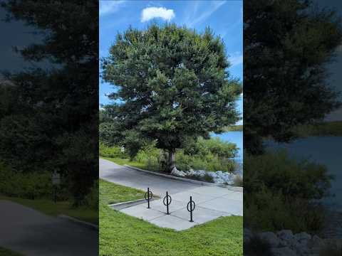 Gorgeous Coastal Live Oak Tree Near Pier at Harbor Park & Cabbage Palm Trees! Orlando, Florida