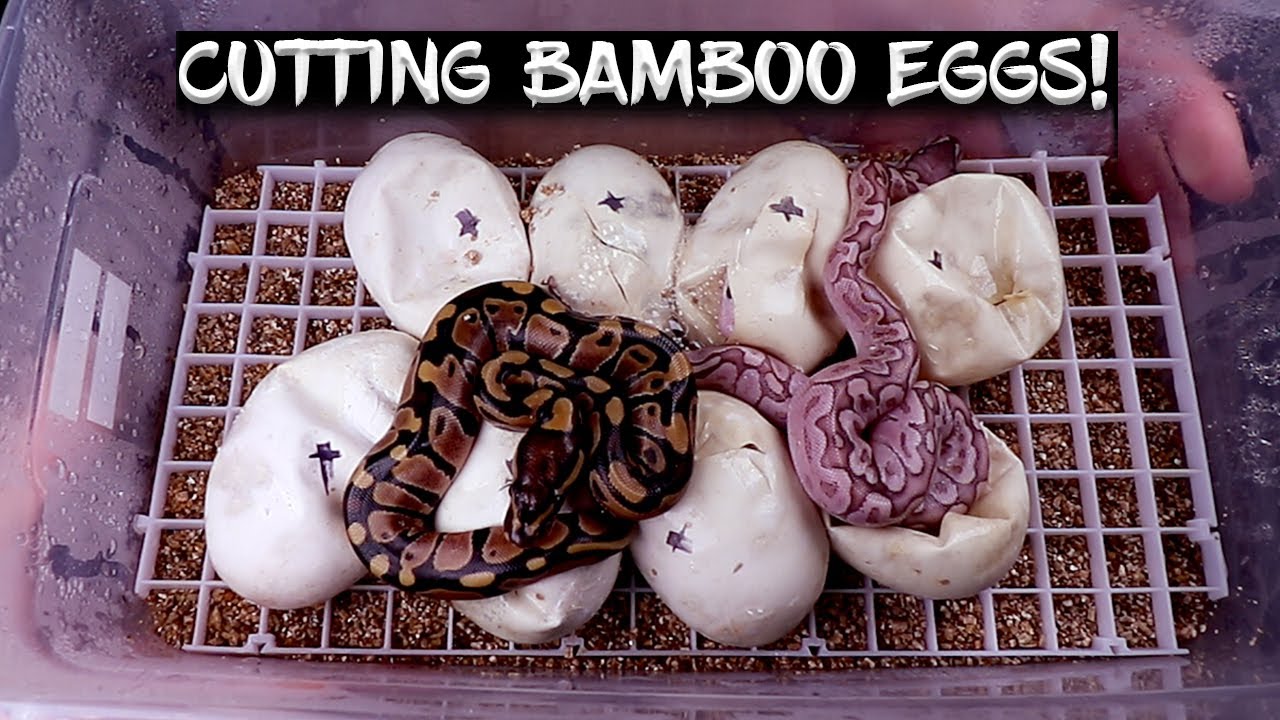 Ball Python Eggs are Hatching!  See the Results!