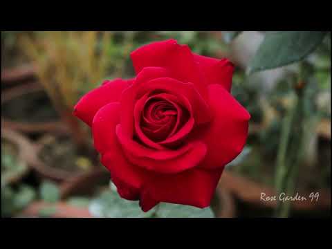 The Red Rose Flower || Hybrid Tea Rose