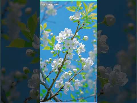 #flowers #foryou #nature #natureflower