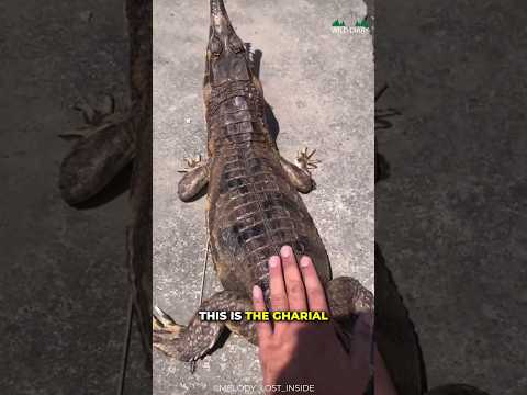Gharial | Most Endangered Crocodilian Specie 😔