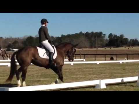 Dually Noted dressage