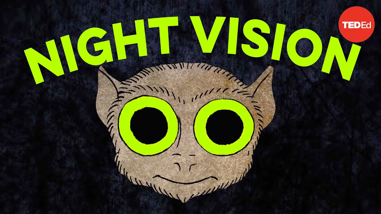 How do animals see in the dark? - Anna Stöckl
