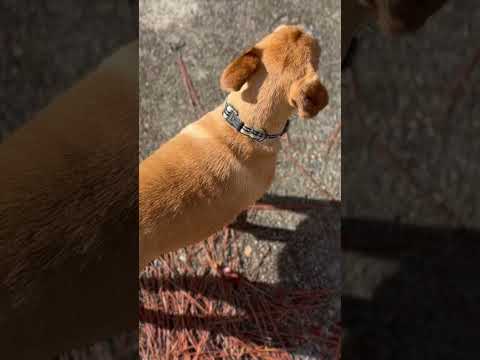 Leek Dior shows his dog Sadie ????????#leekdior #shorts #shortsvideo #foryou #fyp #recommended #fypシ