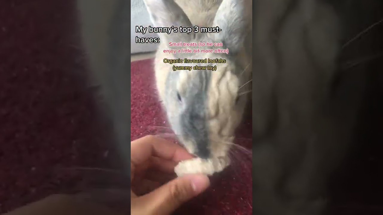 What are your furry friends’ must haves? #bunny #smallanimals