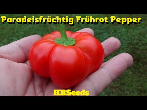 ⟹ Paradeisfrüchtig Frührot Pepper | Capsicum annuum | Pod Review