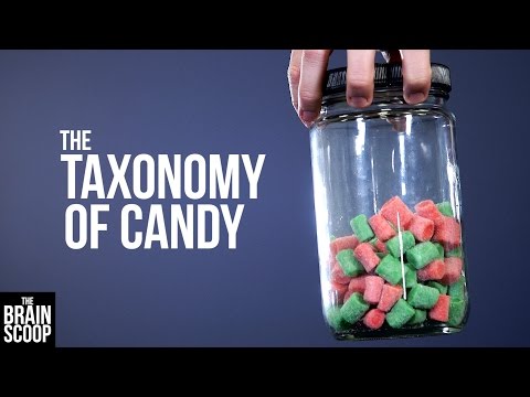 "Classifying Candy!" - Path on The Wonderment