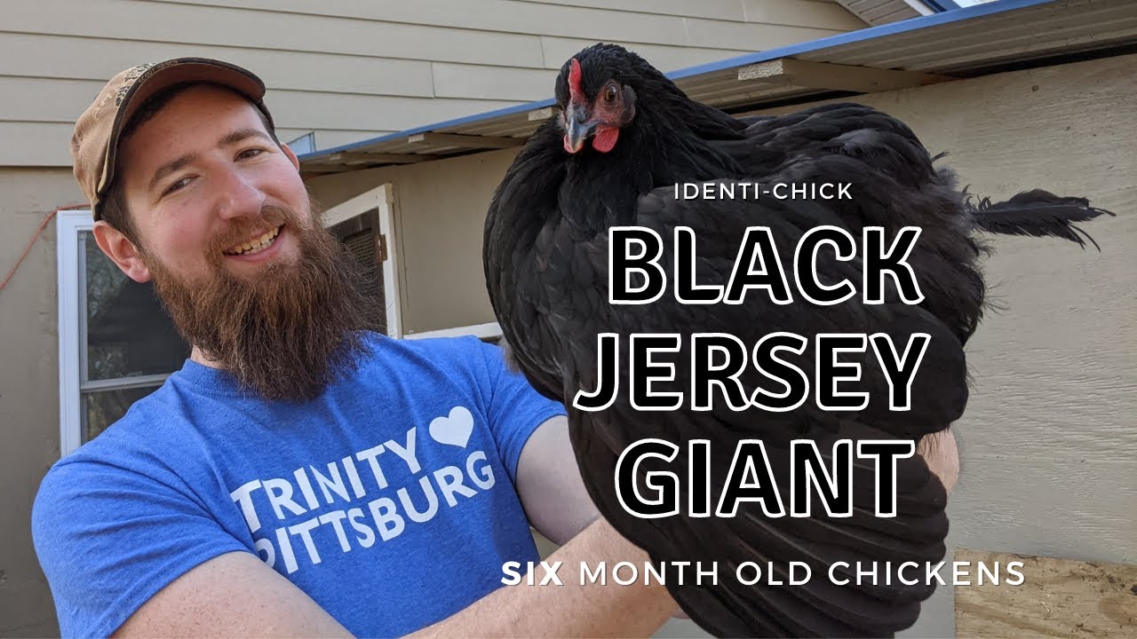 Black Jersey Giant: 6-Month-Old Chickens
