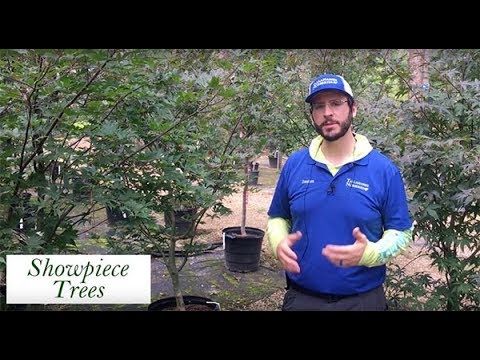 What is a Showpiece (Specimen) Tree?
