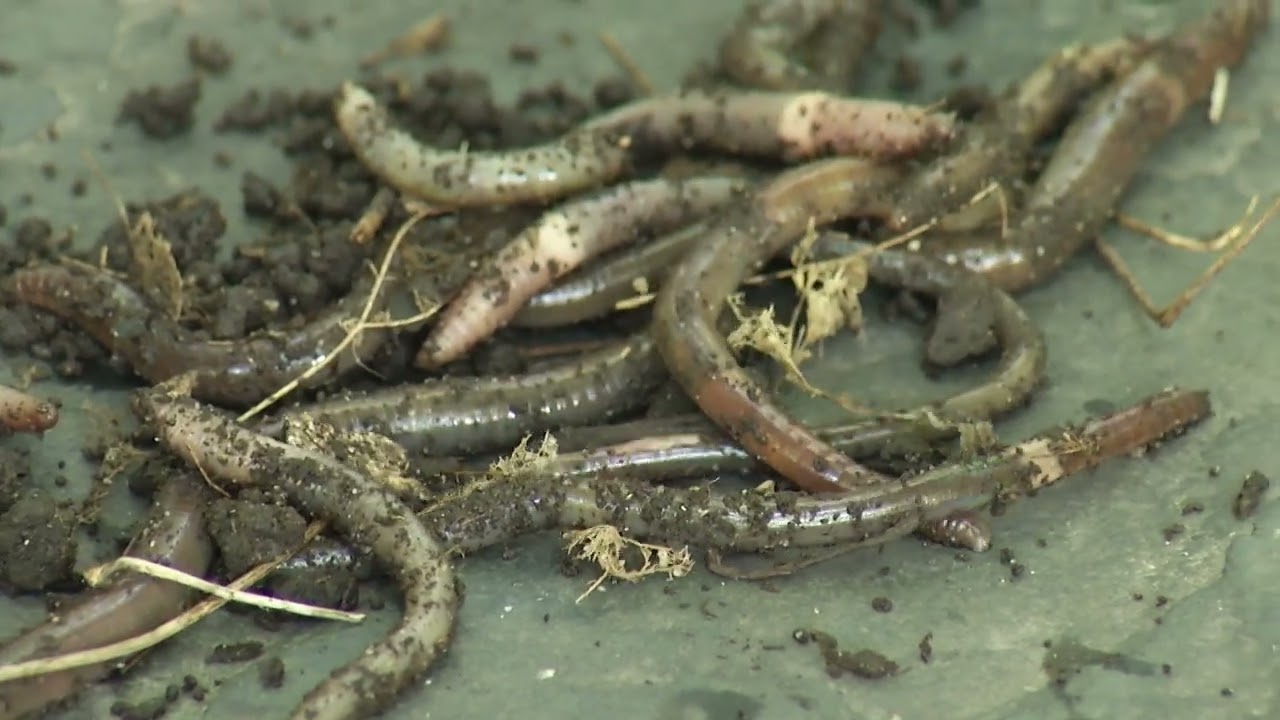 Prairie Yard & Garden 3504 | Ask the Arboretum Experts | Jumping Worms