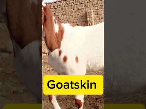 Goatskin meaning | Goatskin is used for |uses of Goat skin #learning #youtubeshorts #technical #goat