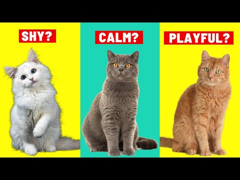 How Each CAT COLORS Can Affect Their PERSONALITY