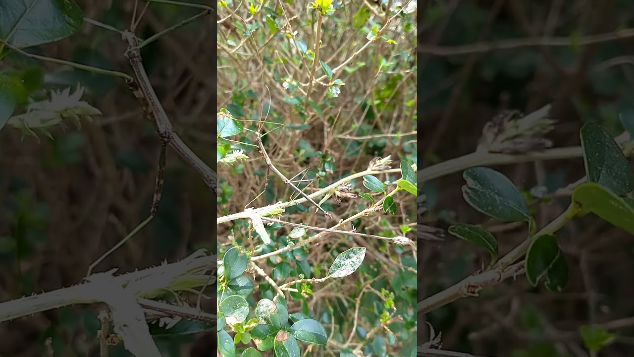 amazing camouflage! walking STICK BUG hiding in bush #shorts