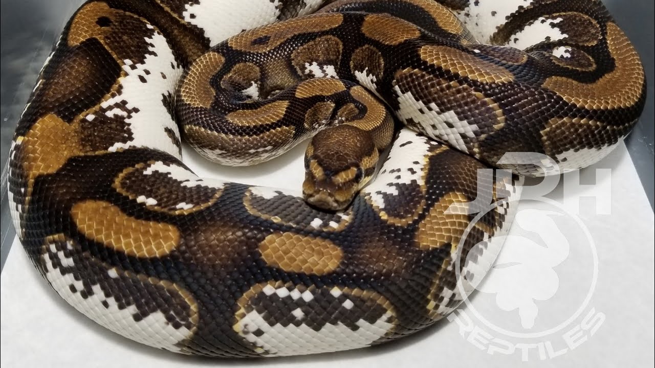 Genetic Spotlight - Calico/Sugar.