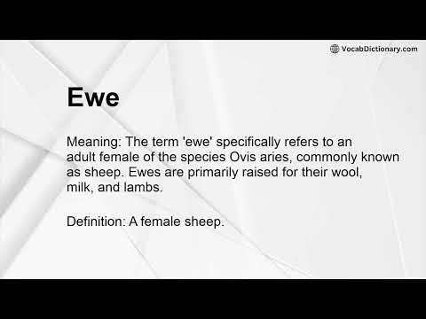 Ewe Meaning