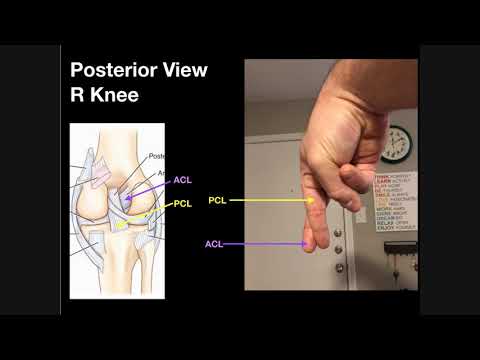 Intracapsular Knee Ligaments | The ACL & PCL