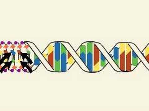 DNA: The Cell's Life Pattern
