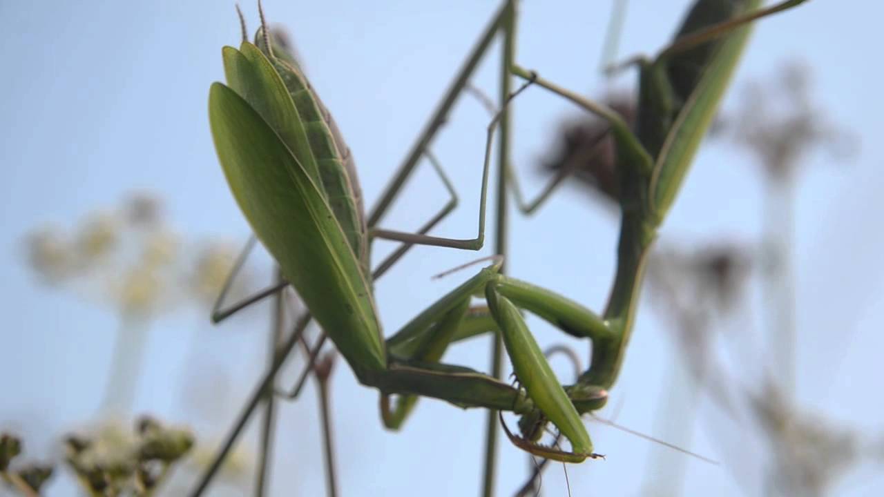 Praying mantis eating the head of another one...