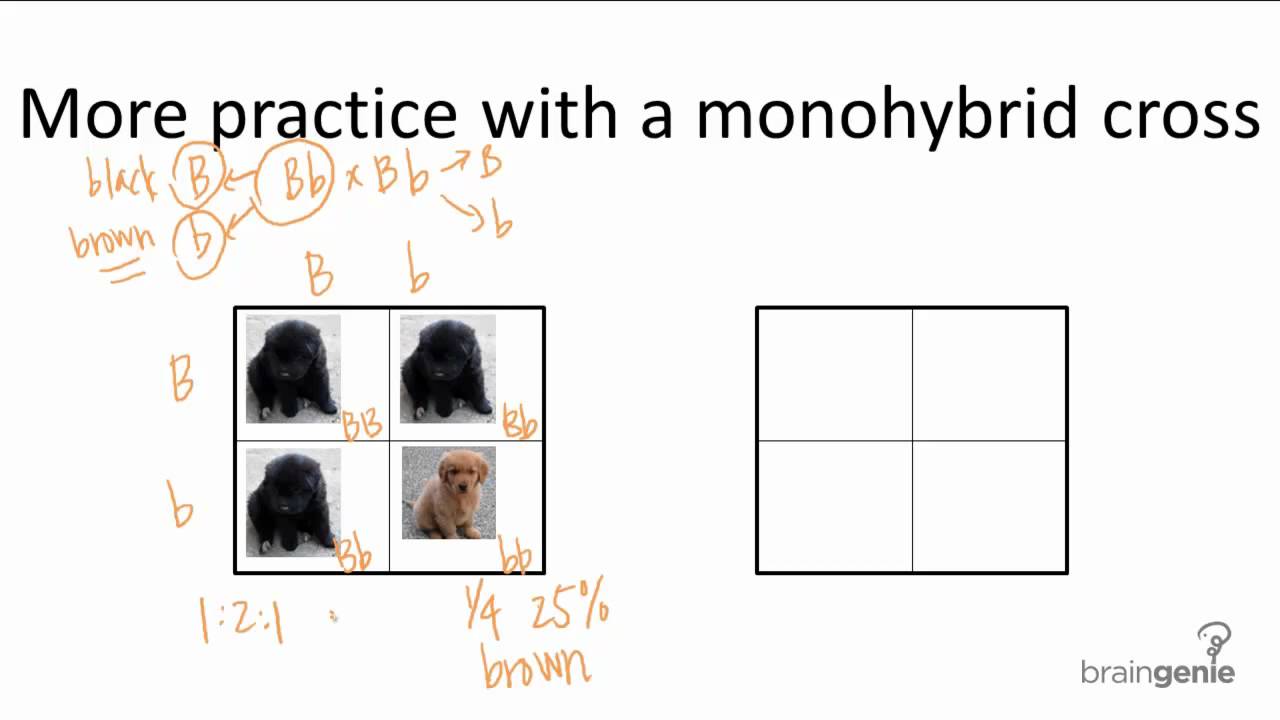 9.2.6 Monohybrid Cross Practice