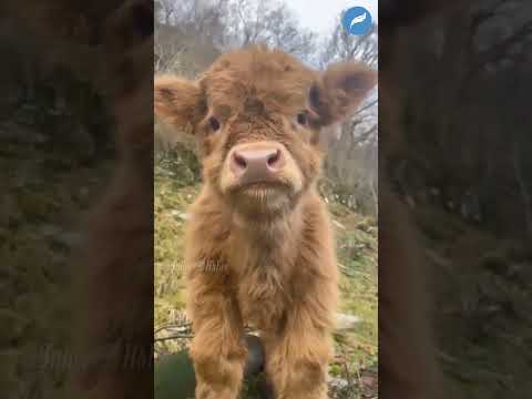 Kompilasi Anak Sapi Imut Lucu Bikin Gemes