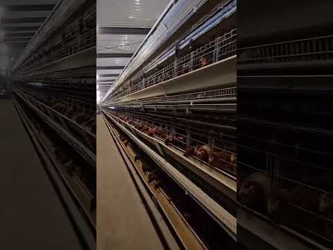 Chinese factory supply:layer cage, chicken cage, poultry farm equipment #chickencage #layercage